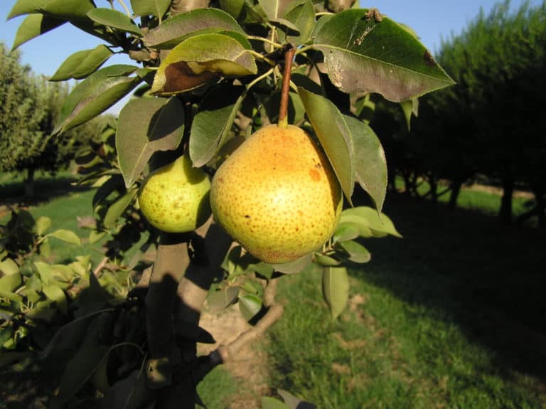Best Fruits and Vegetables to Grow in Central Texas - Barton Hill Farms